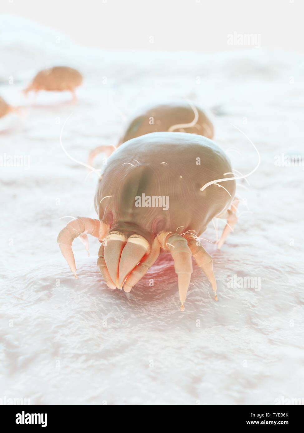 3d rendered illustration of a house dust mite Stock Photo - Alamy