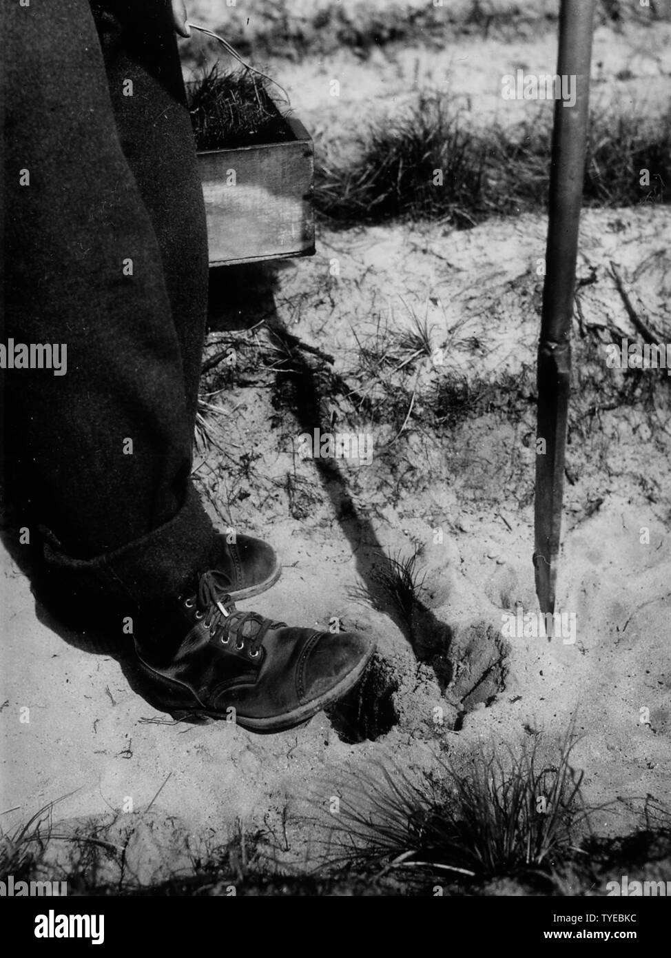 Photograph of Tree Planting with Michigan Planting Bar; Scope and ...