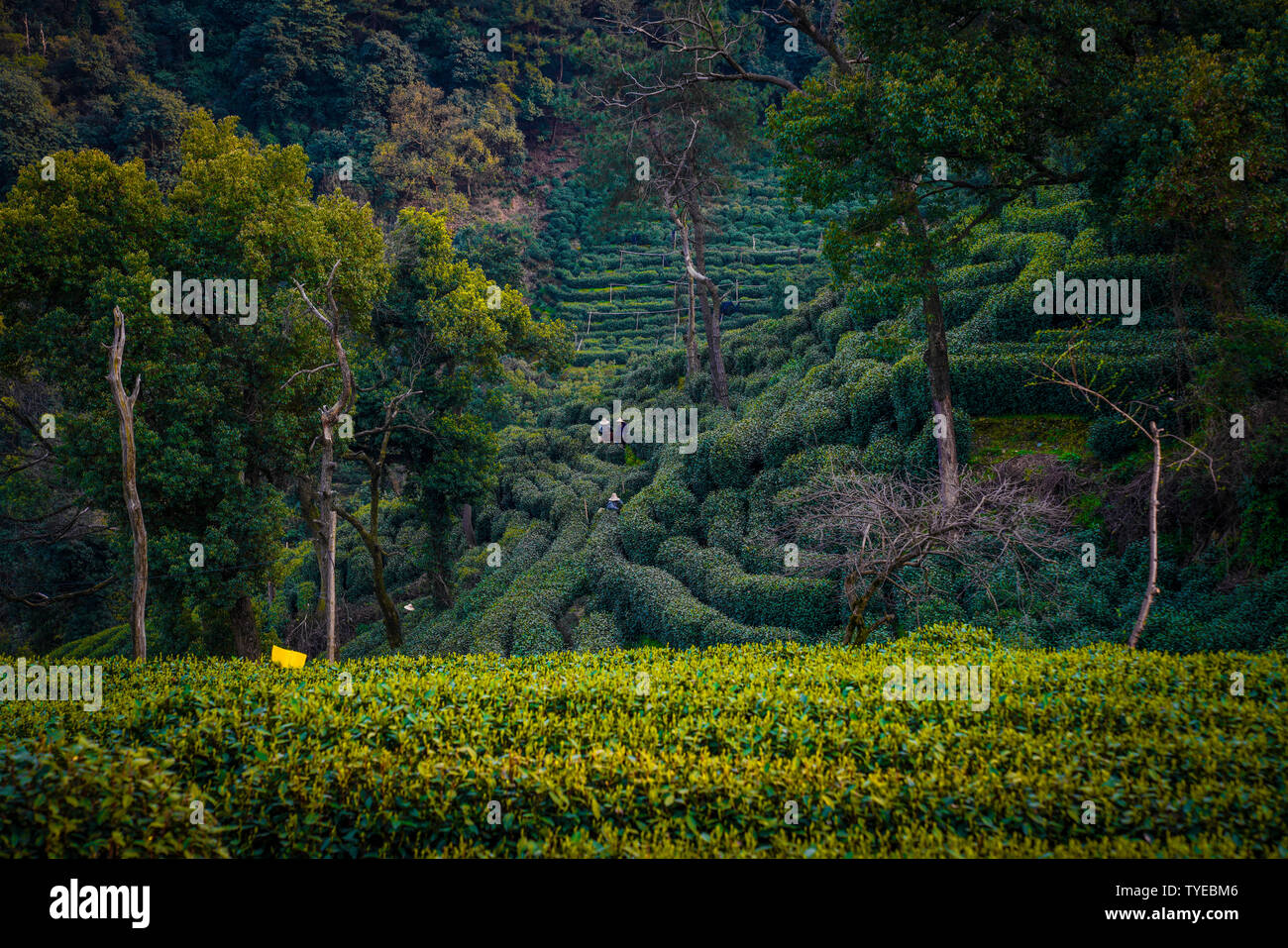 Longjing tea shan Stock Photo - Alamy