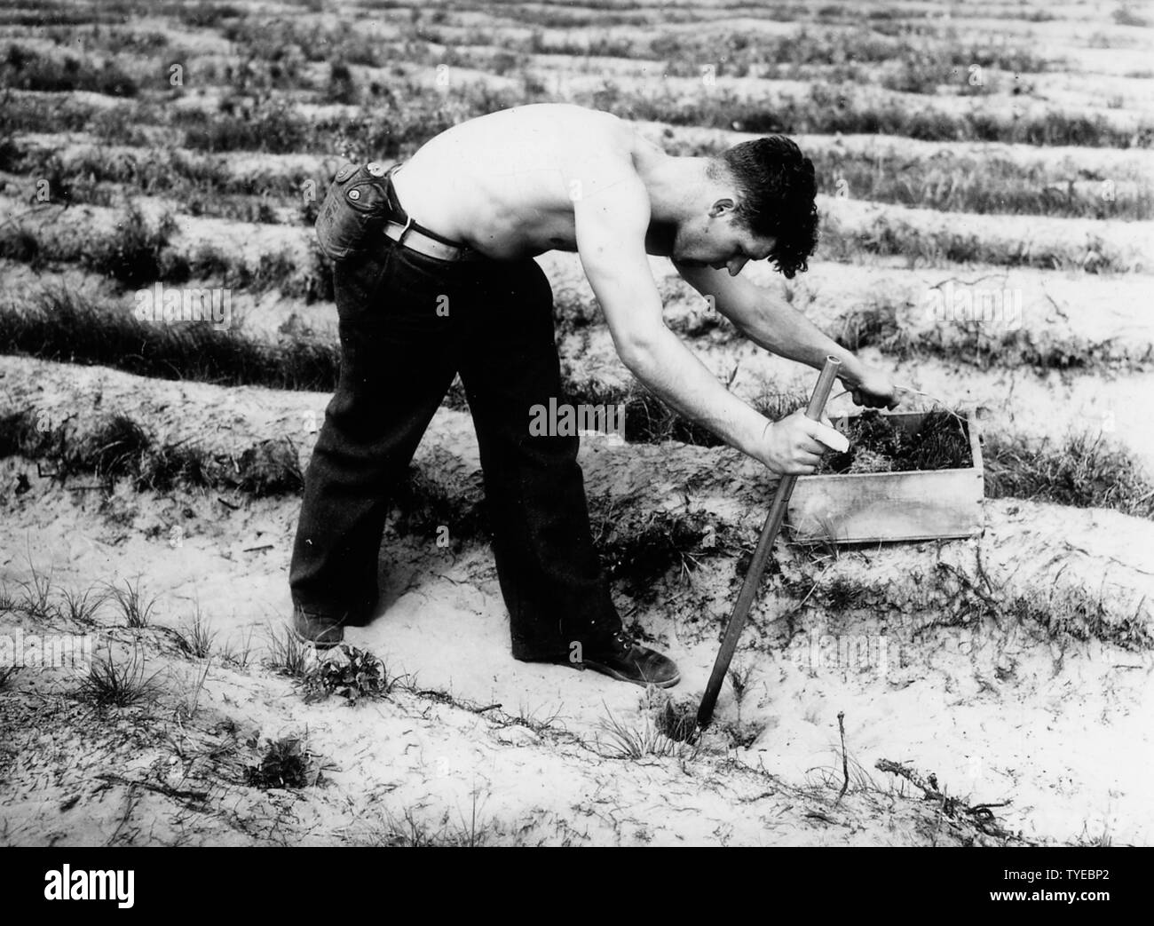Photograph of Tree Planting with Michigan Planting Bar; Scope and ...