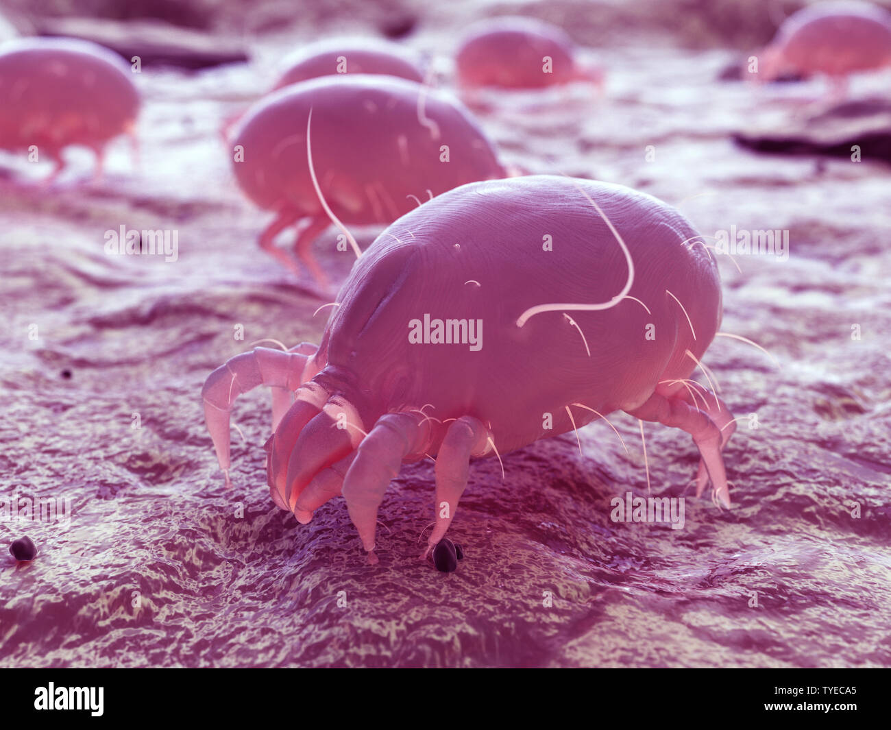 3d rendered medically accurate illustration of a dust mite Stock Photo ...