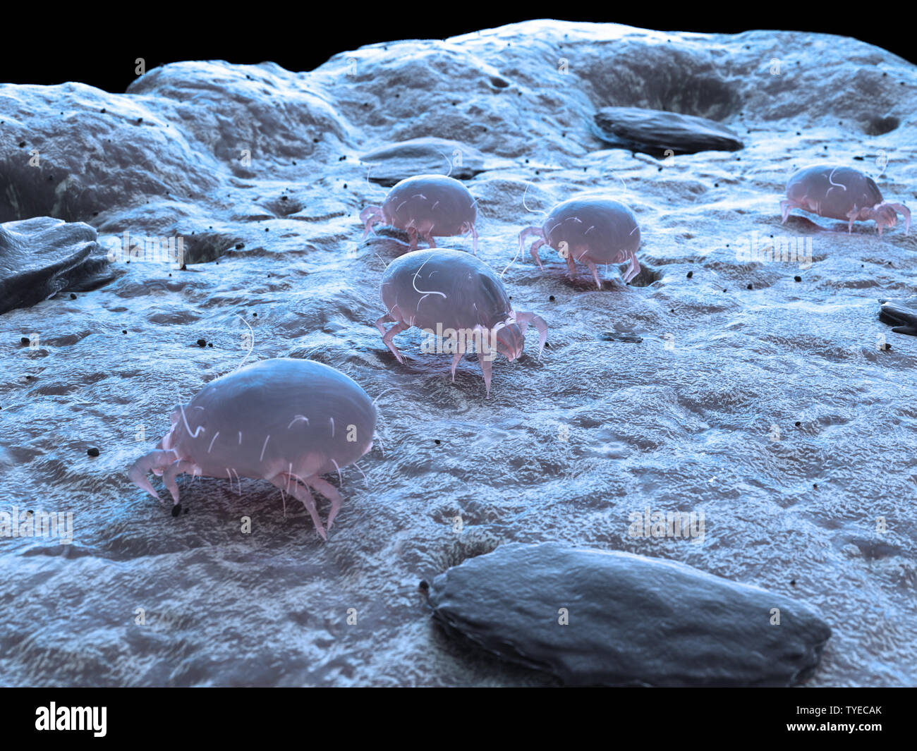 3d rendered medically accurate illustration of a dust mite Stock Photo ...