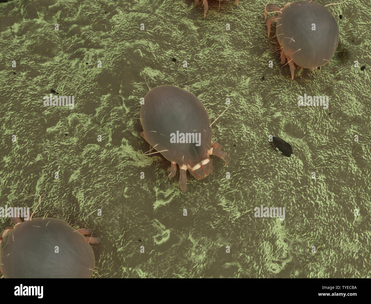 3d rendered medically accurate illustration of a dust mite Stock Photo ...