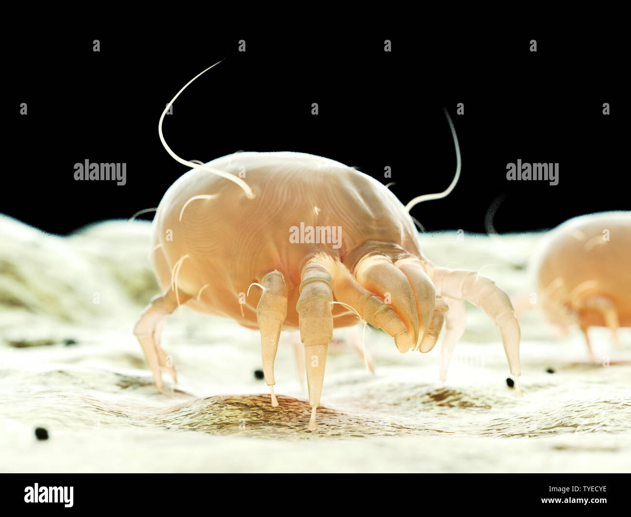3d rendered medically accurate illustration of a dust mite Stock Photo ...