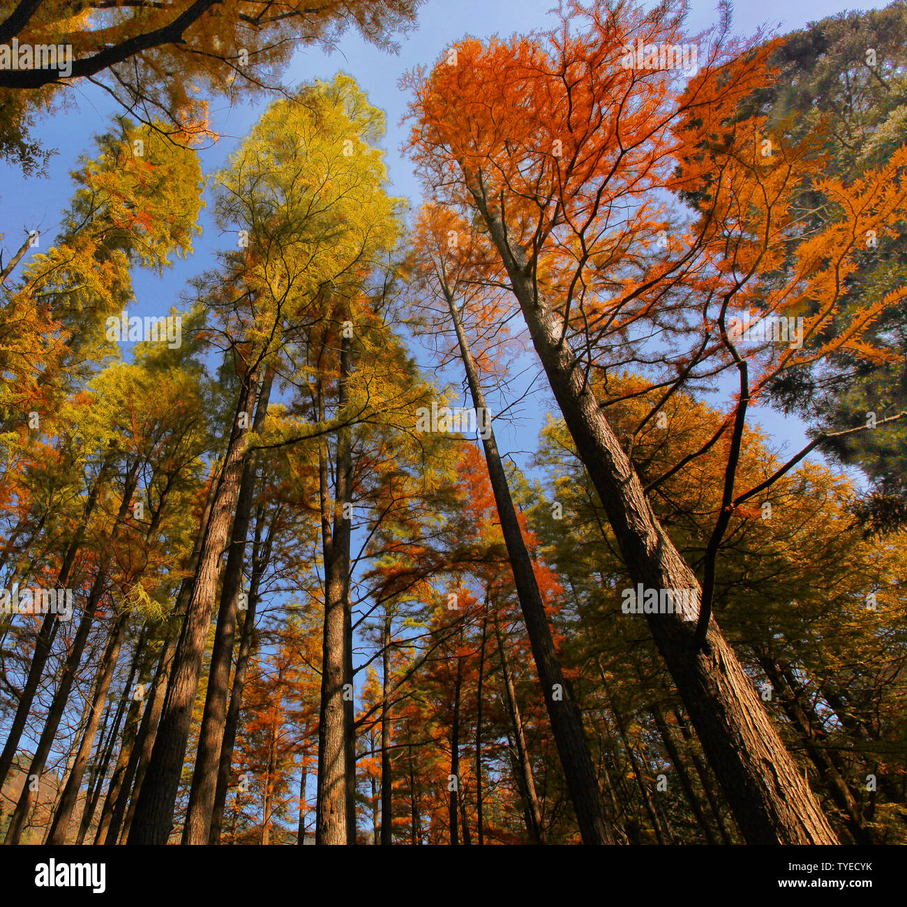 On Mount Lushan Stock Photo - Alamy