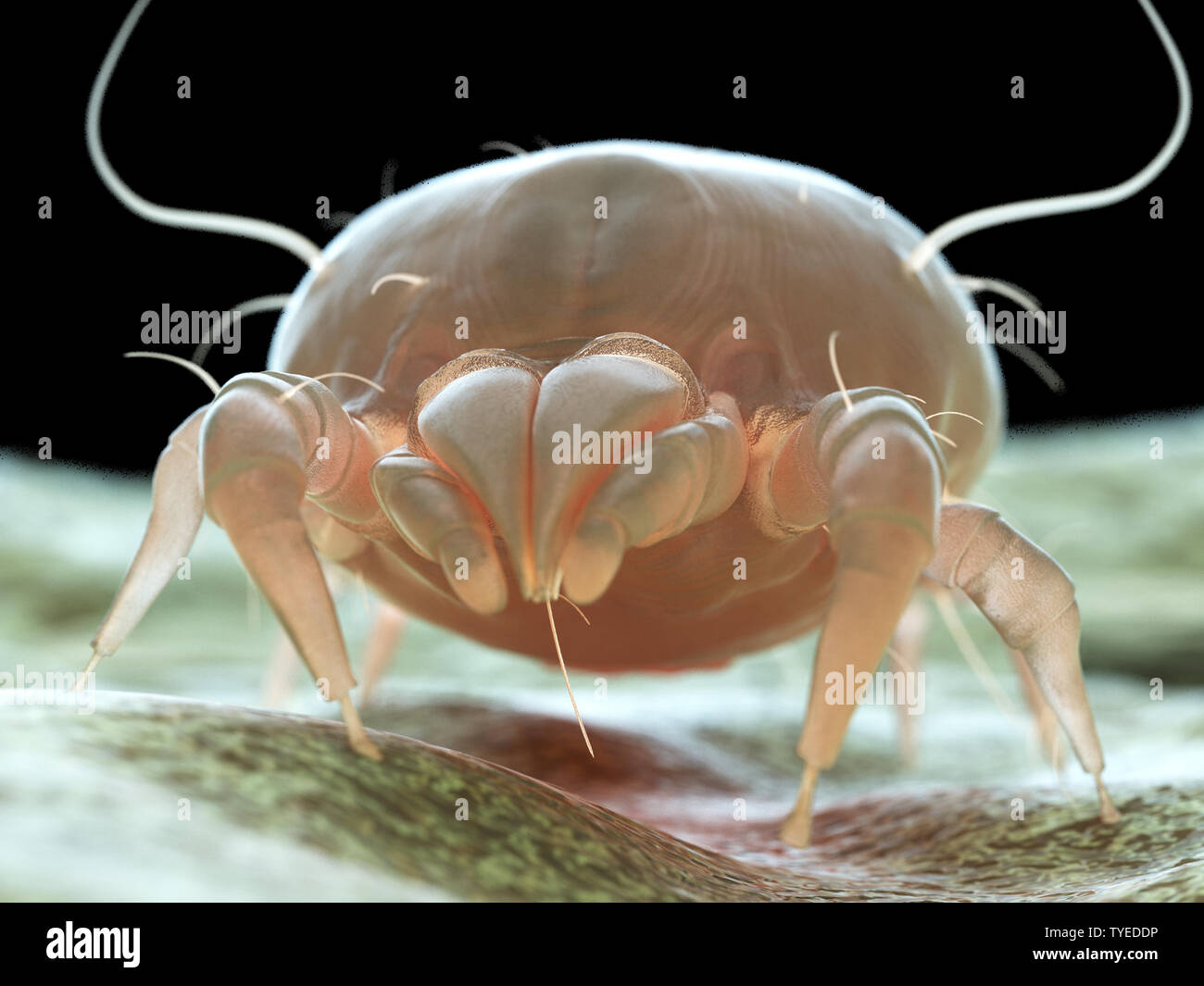 3d rendered medically accurate illustration of a dust mite Stock Photo ...