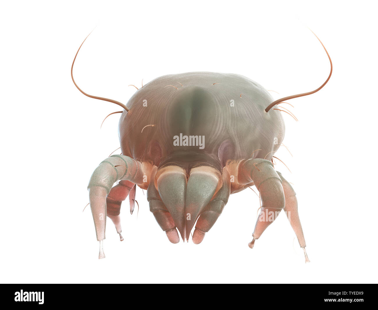 3d rendered illustration of a house dust mite Stock Photo - Alamy