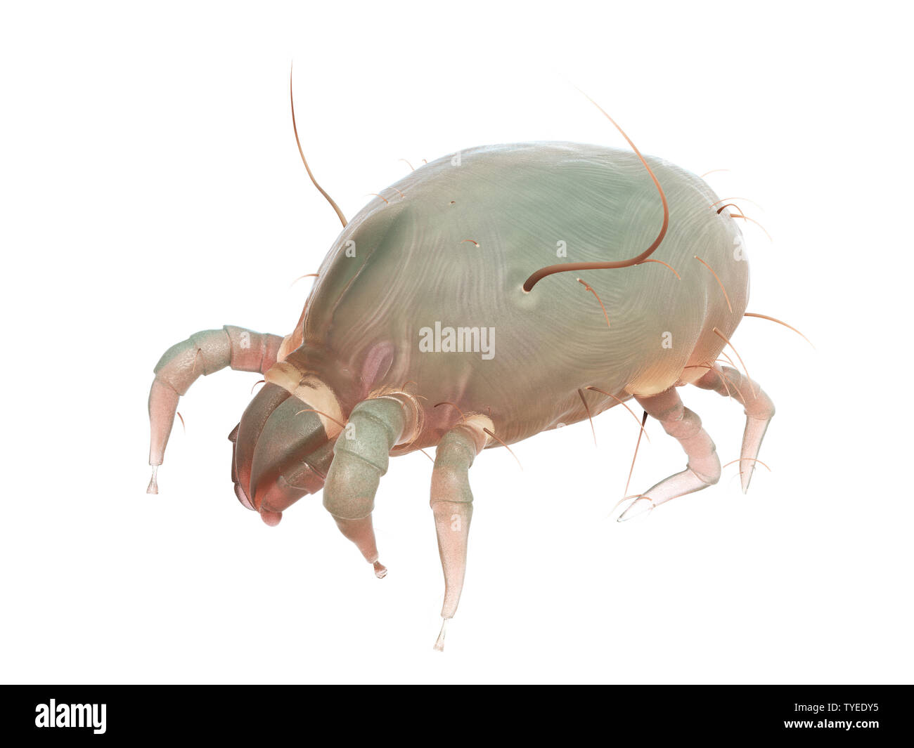 House dust mite hi-res stock photography and images - Alamy