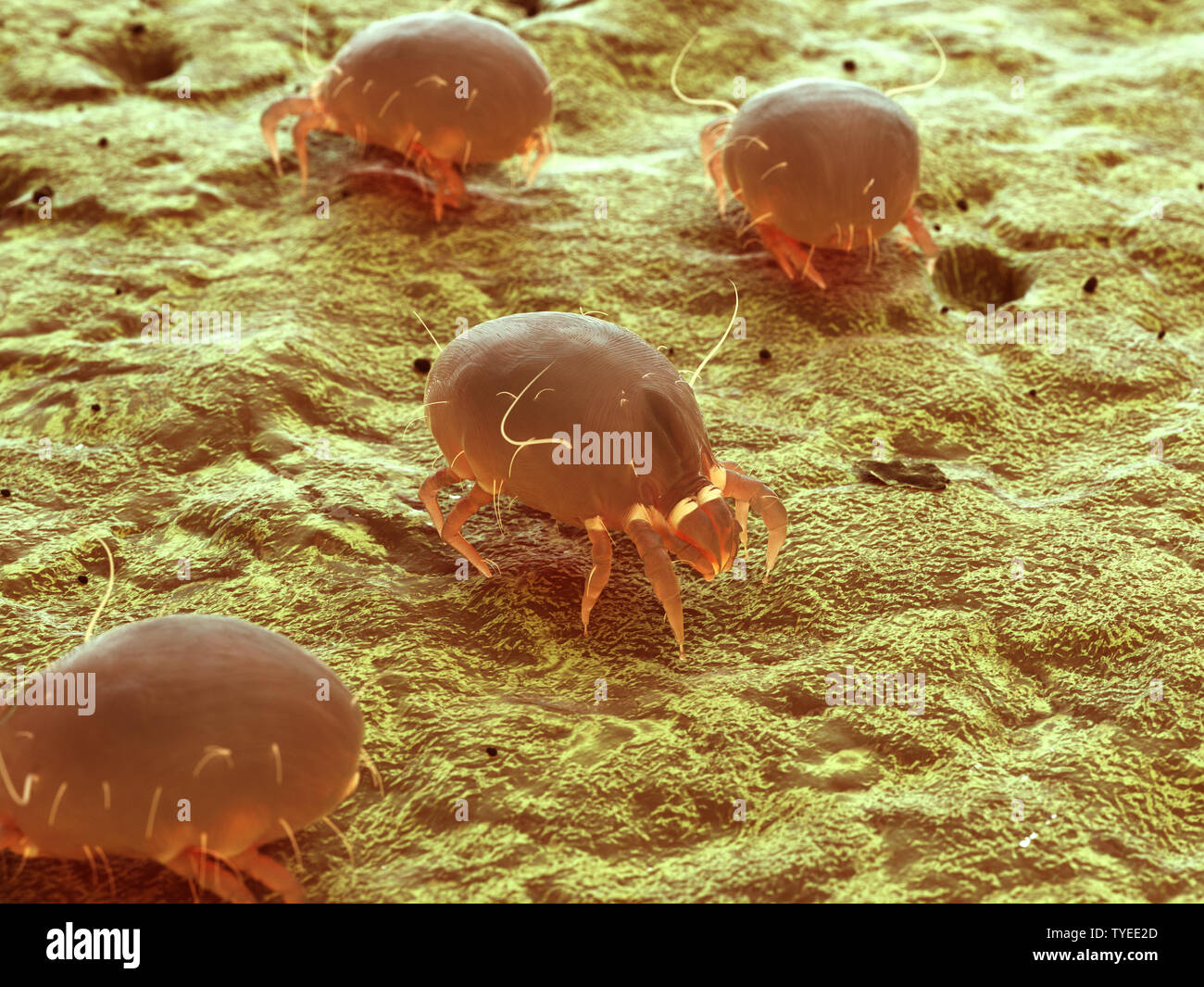 3d rendered medically accurate illustration of a dust mite Stock Photo ...