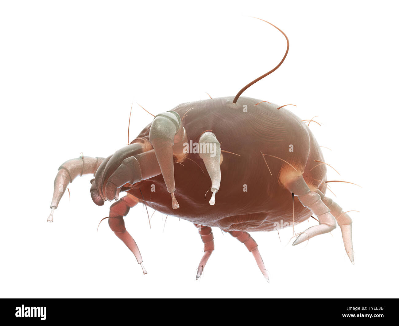 3d rendered illustration of a house dust mite Stock Photo - Alamy