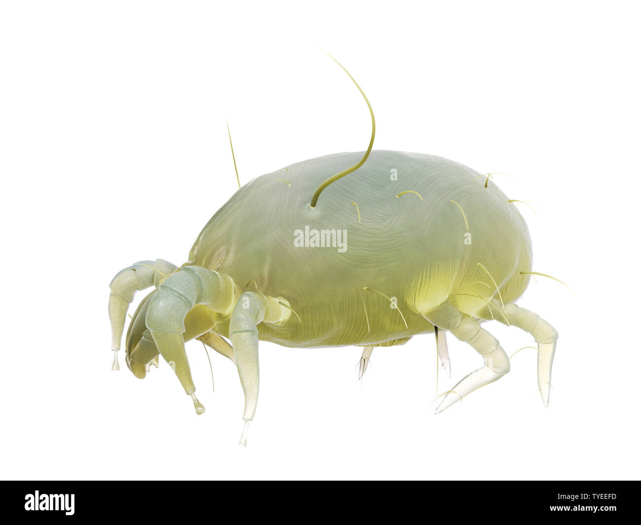 Dust ball monster hi-res stock photography and images - Alamy