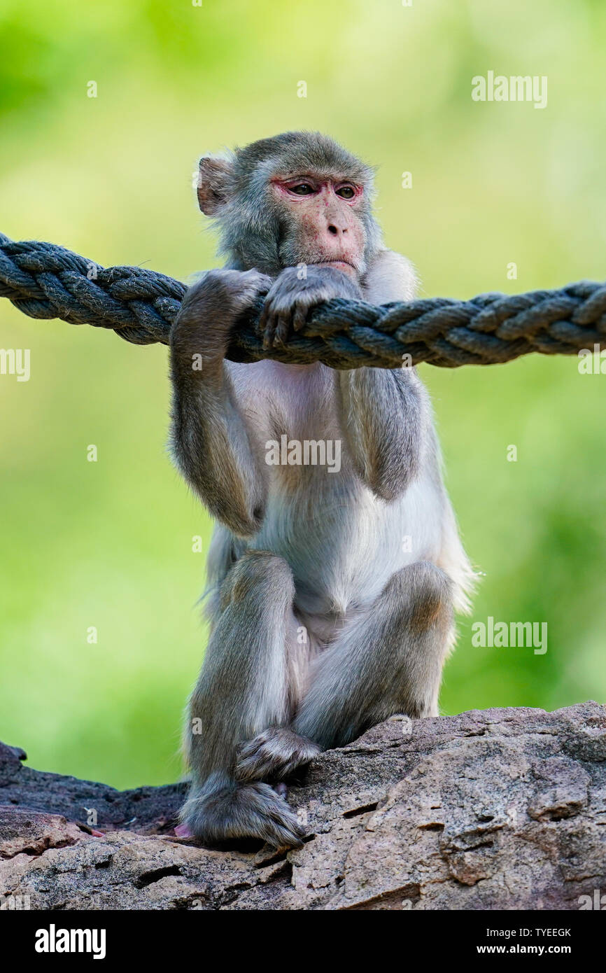 Rope enclosure hi-res stock photography and images - Alamy
