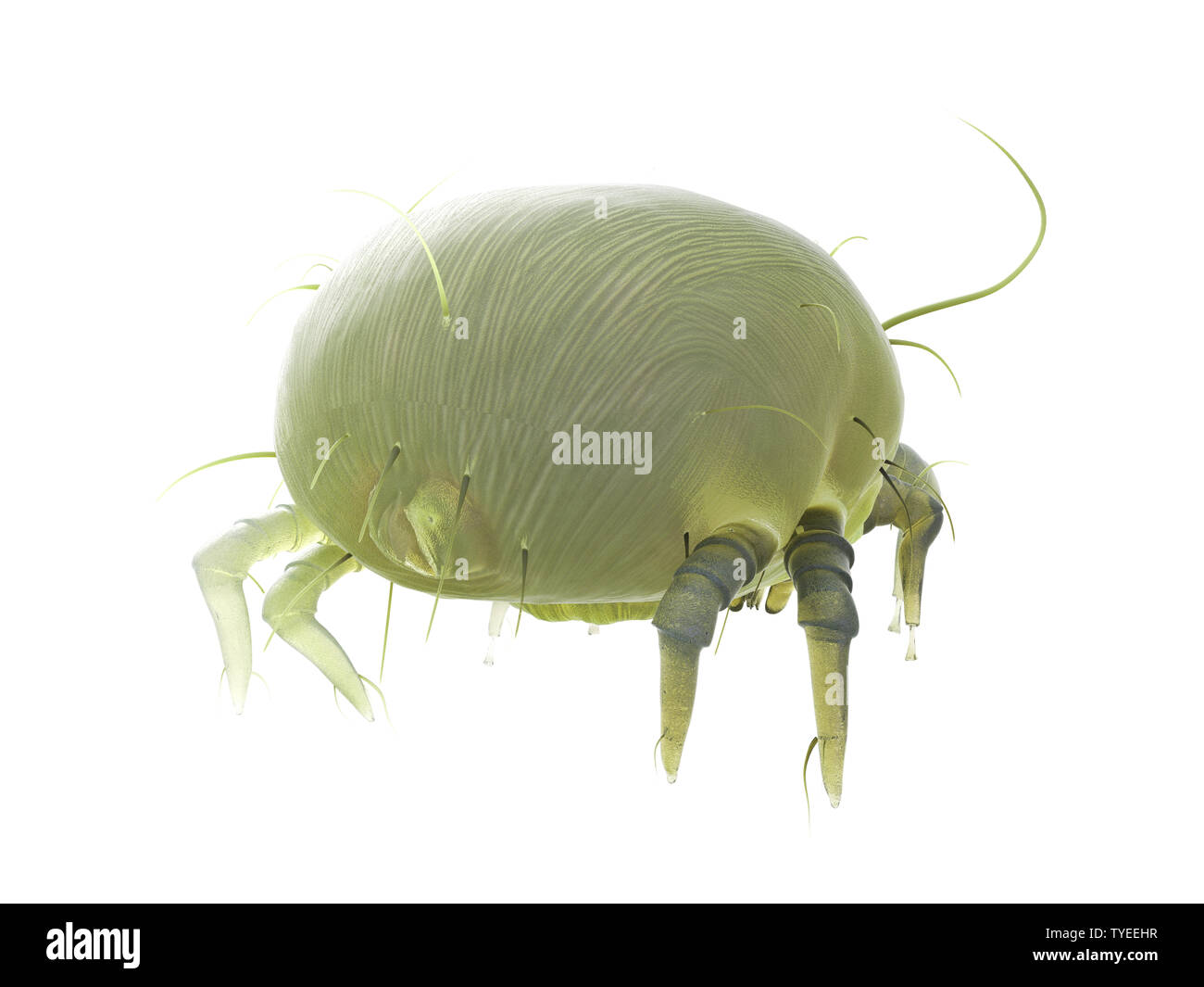 3d rendered illustration of a house dust mite Stock Photo - Alamy