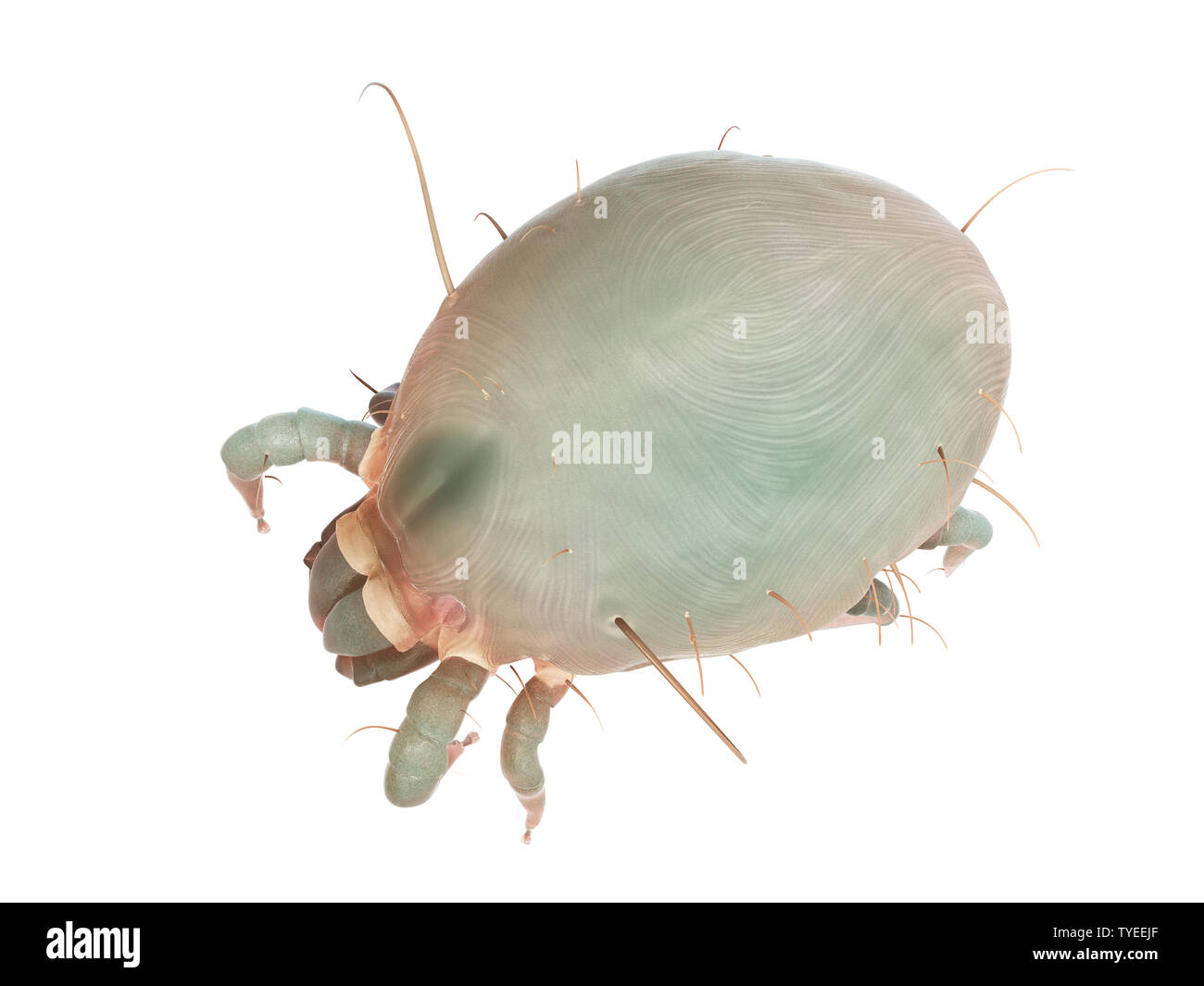 House dust mite Cut Out Stock Images & Pictures - Alamy