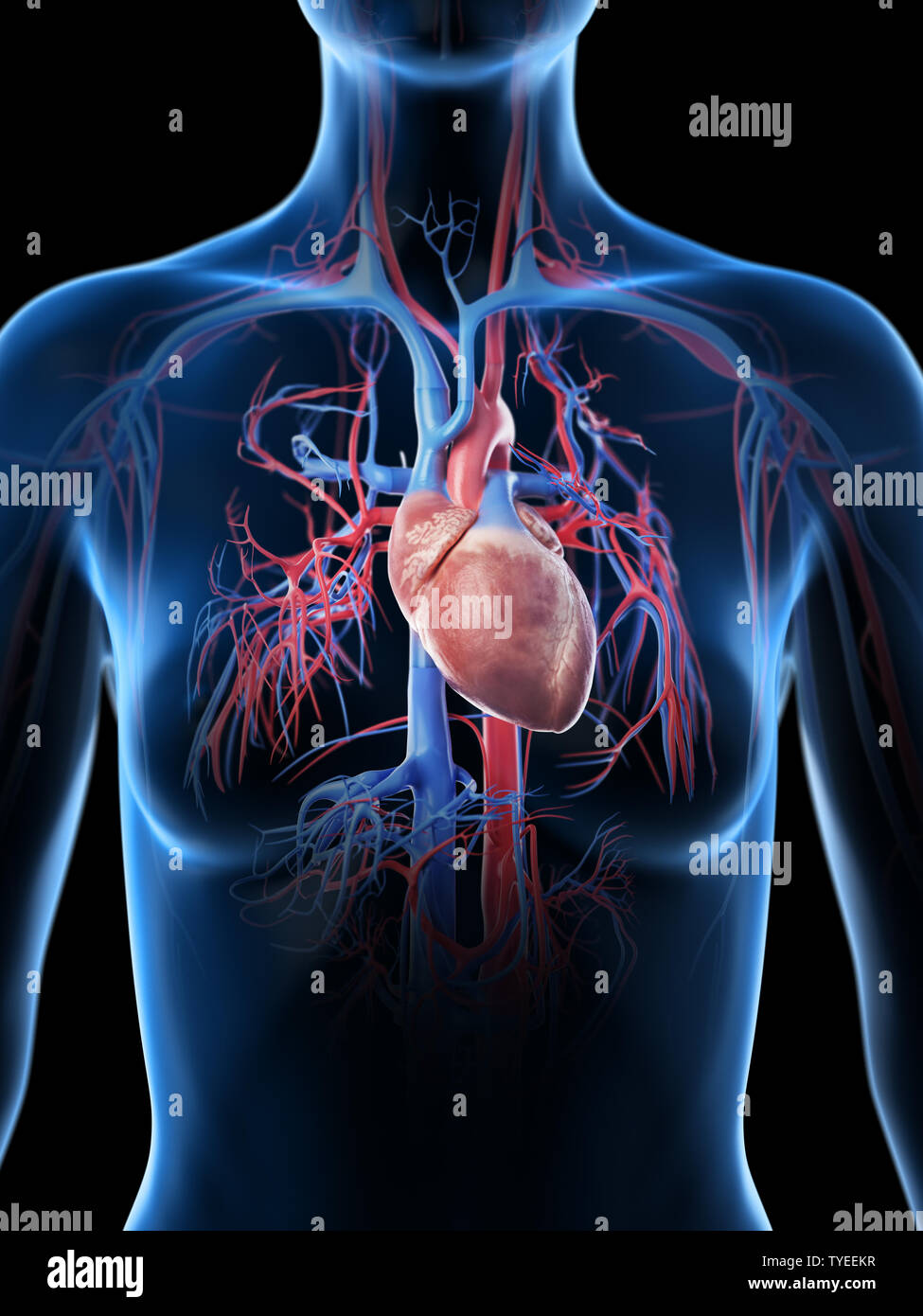 Female circulatory system hi-res stock photography and images - Alamy