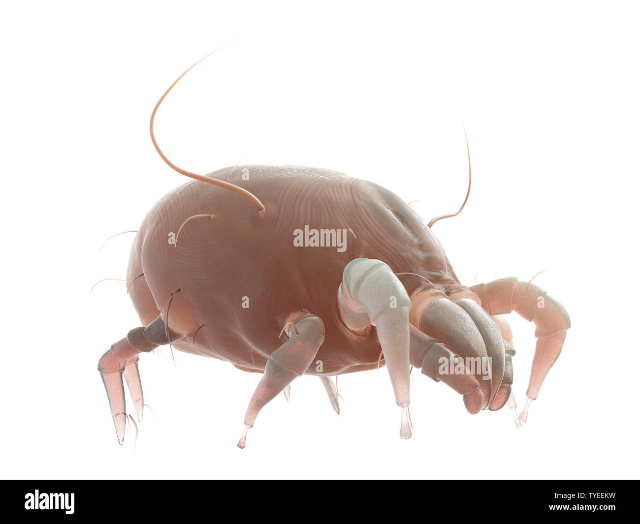3d rendered illustration of a house dust mite Stock Photo - Alamy