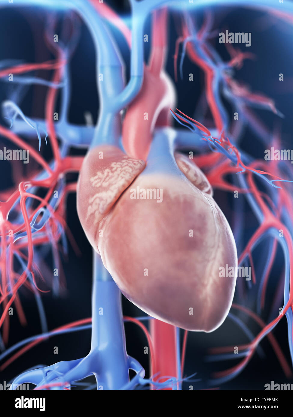 3d rendered illustration of the female body hi-res stock photography ...