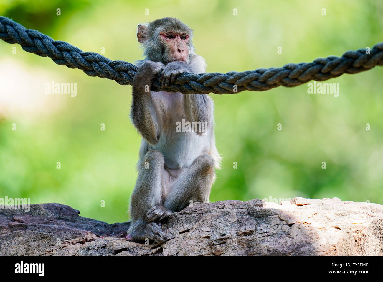 Heidelberg, Germany. 26th June, 2019. A rhesus monkey is holding on to ...