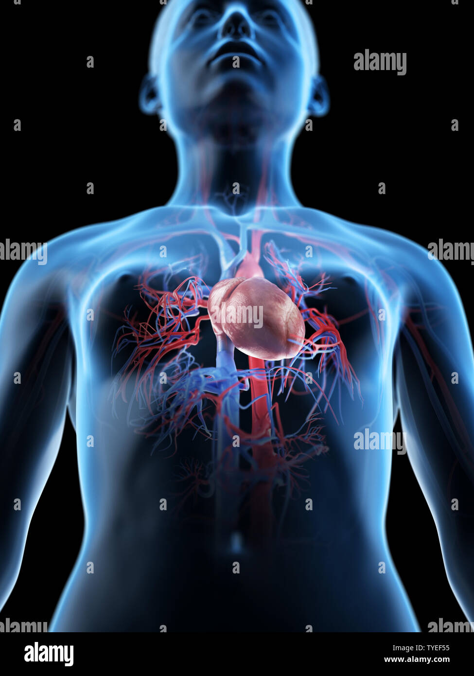 Female cardiovascular artwork hi-res stock photography and images - Alamy