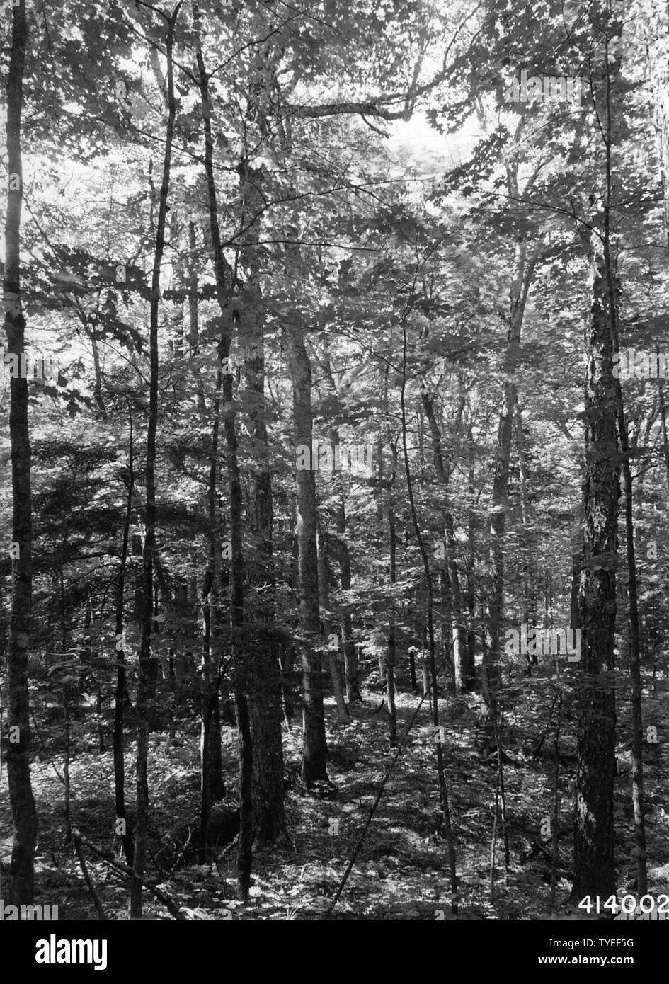 Photograph of Virgin Timber Stand in Porcupine Mountain Area; Scope and ...