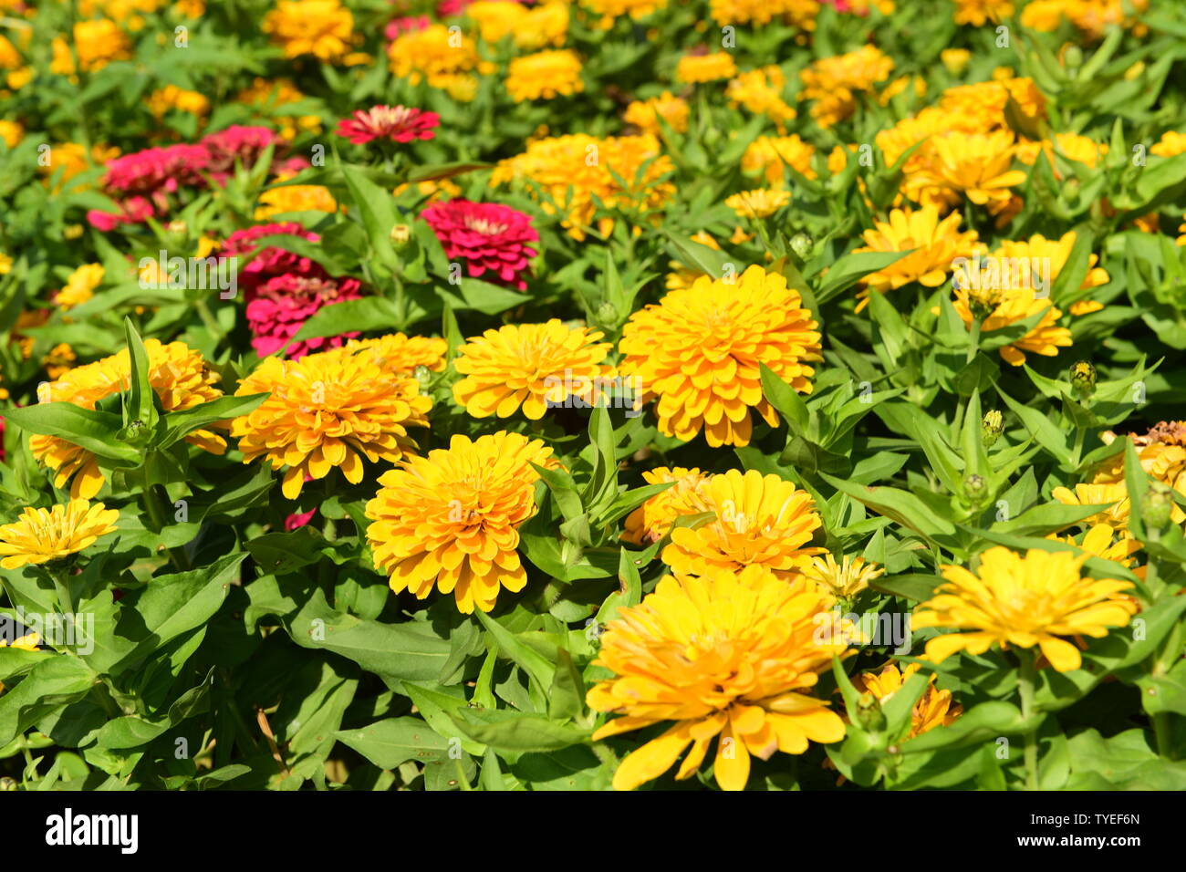 Flower sea scenery Stock Photo - Alamy