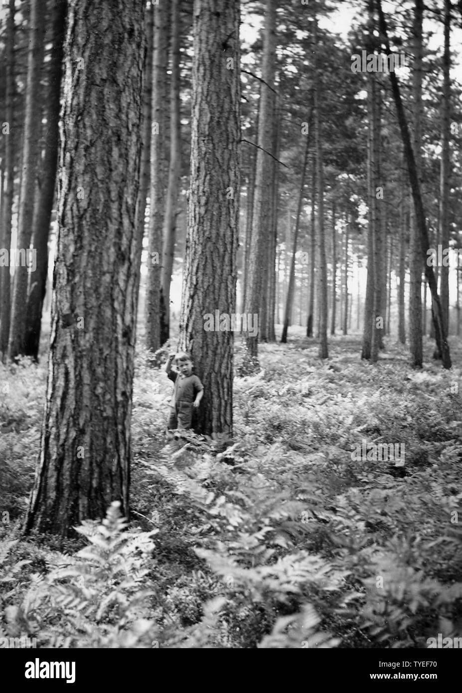 Photograph of Virgin Stand of Red Pine; Scope and content: Original ...