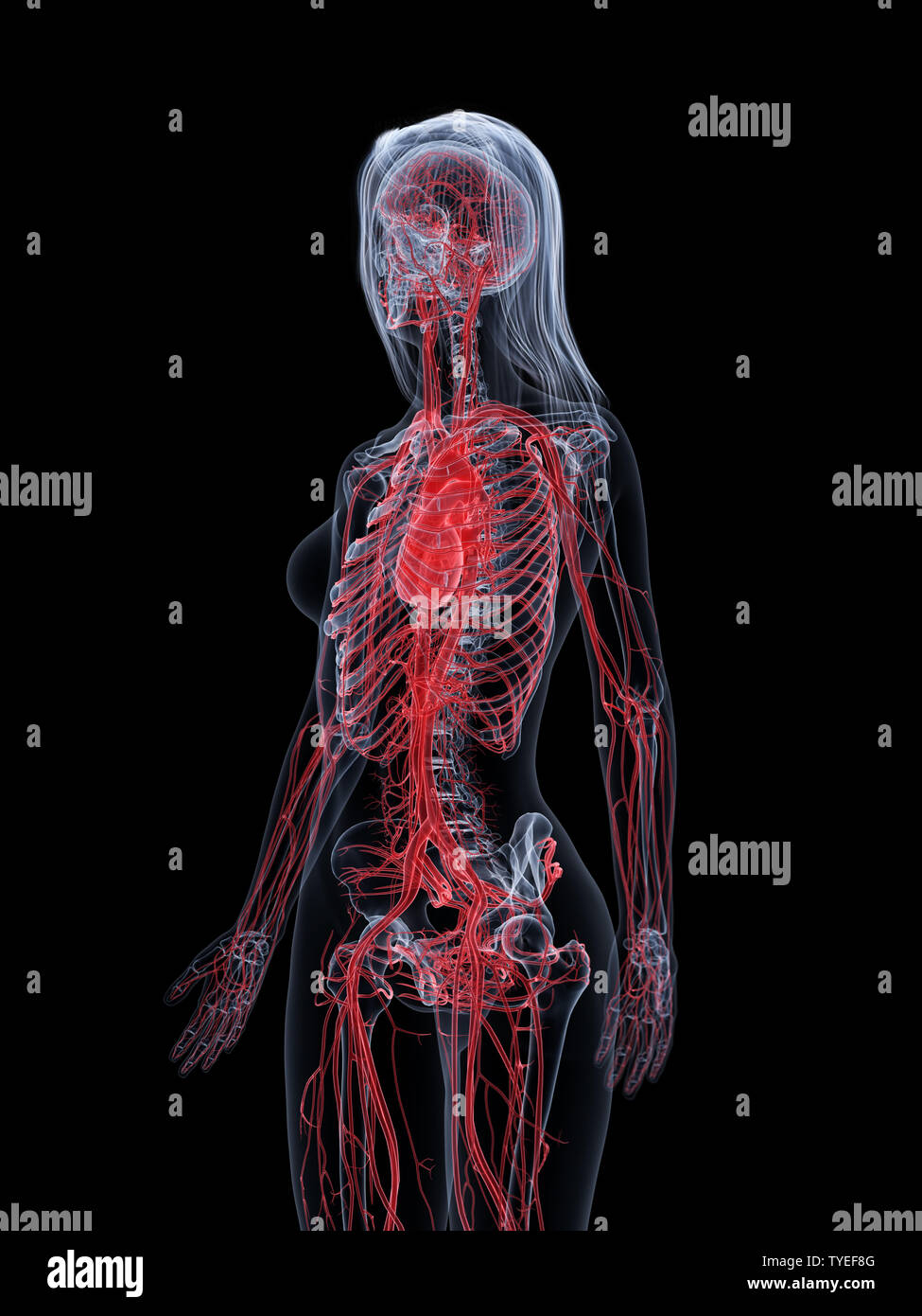 3d rendered medically accurate illustration of the vascular system of a ...