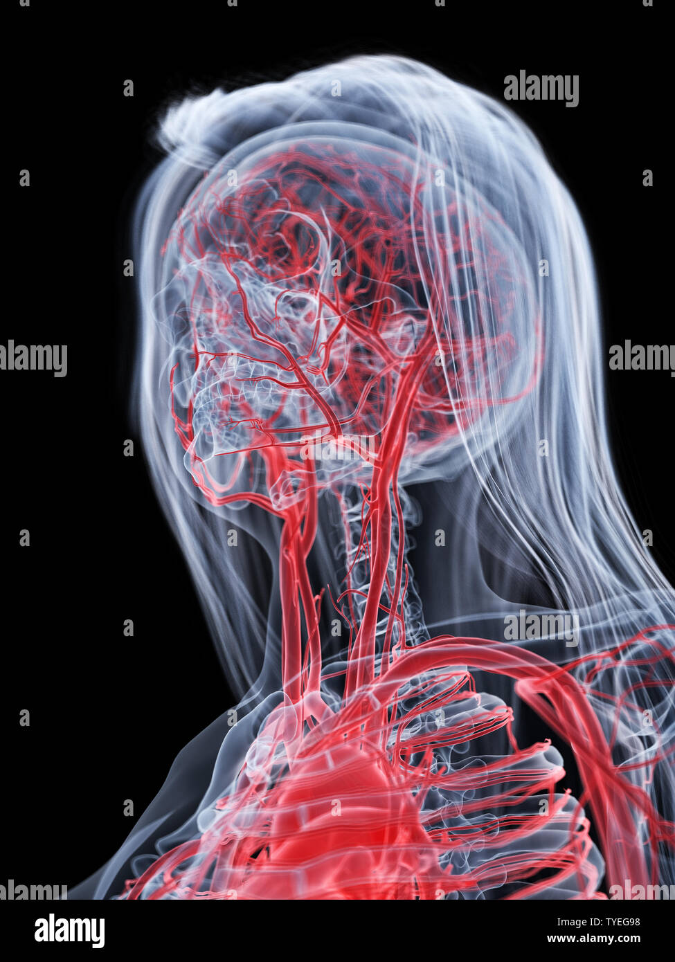 3d rendered medically accurate illustration of the vascular system of a ...
