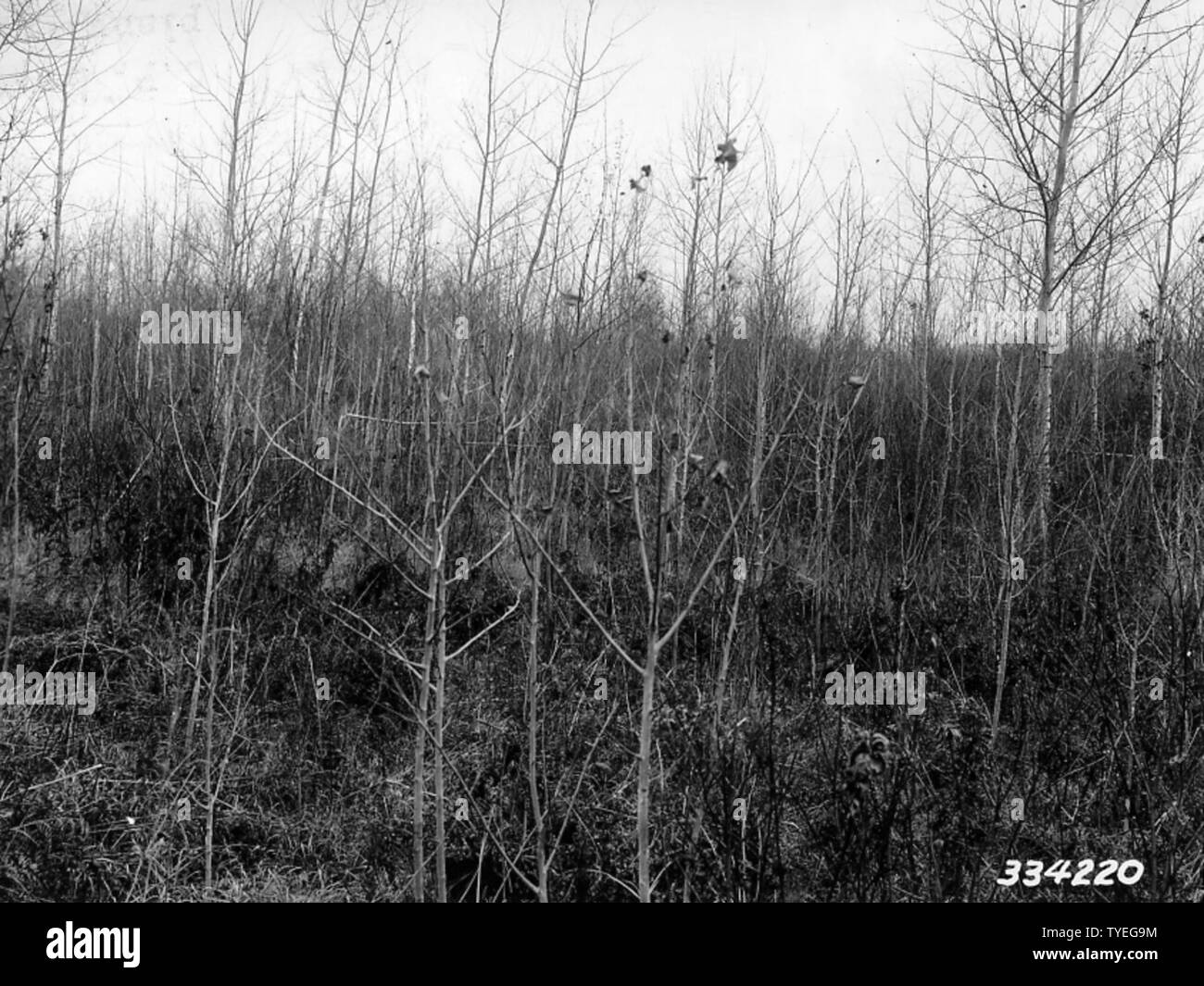 Photograph of White Pine Plantation; Scope and content: Original ...