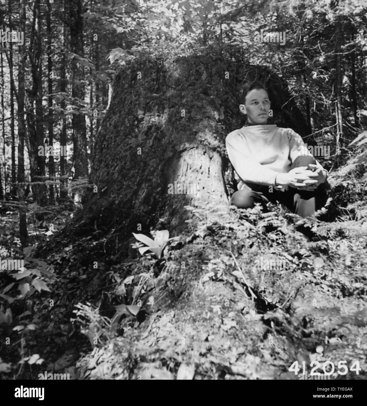 Photograph of White Pine Stump; Scope and content: Original caption ...