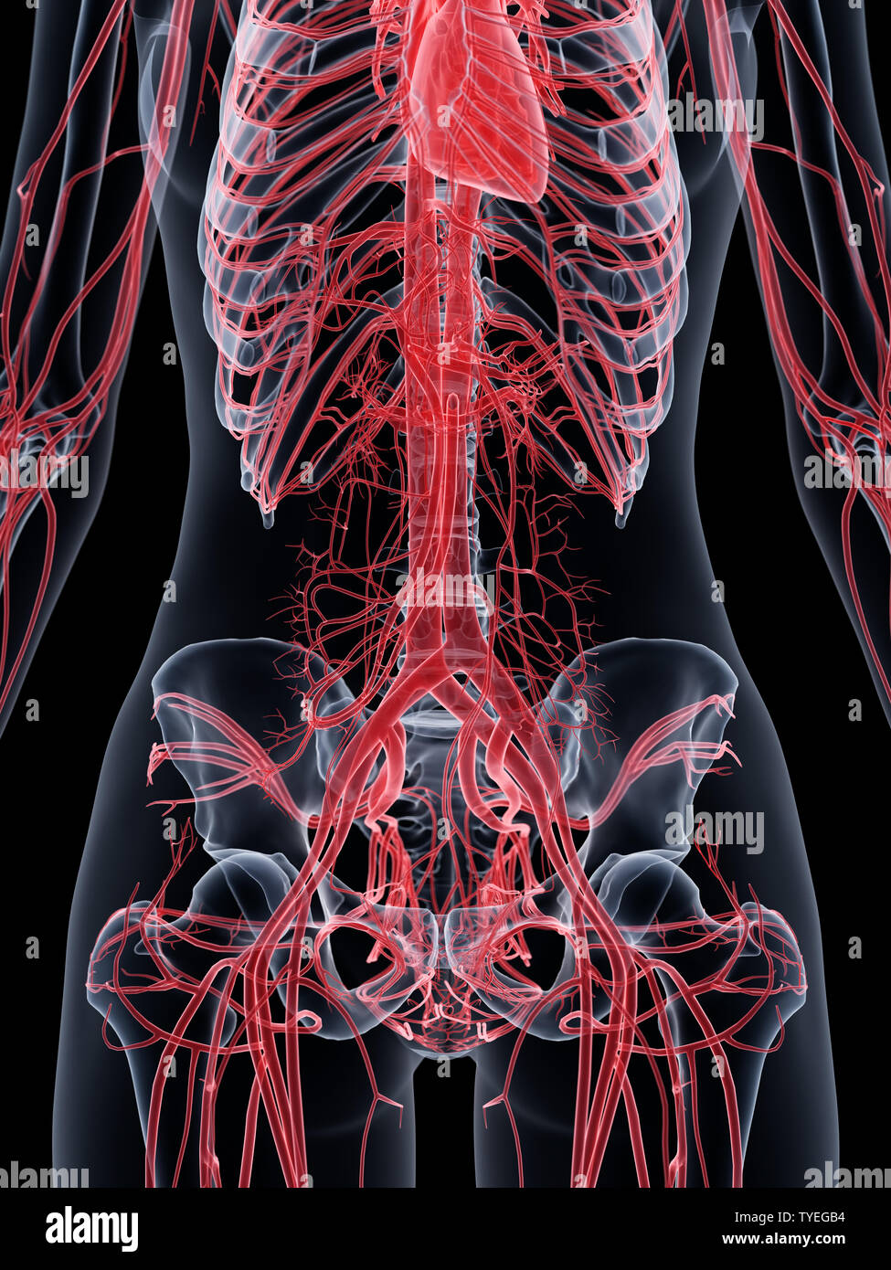 3d rendered medically accurate illustration of the vascular system of a ...