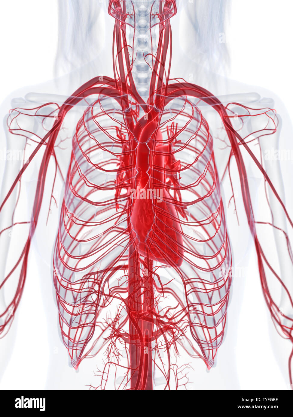3d rendered medically accurate illustration of the vascular system of a ...