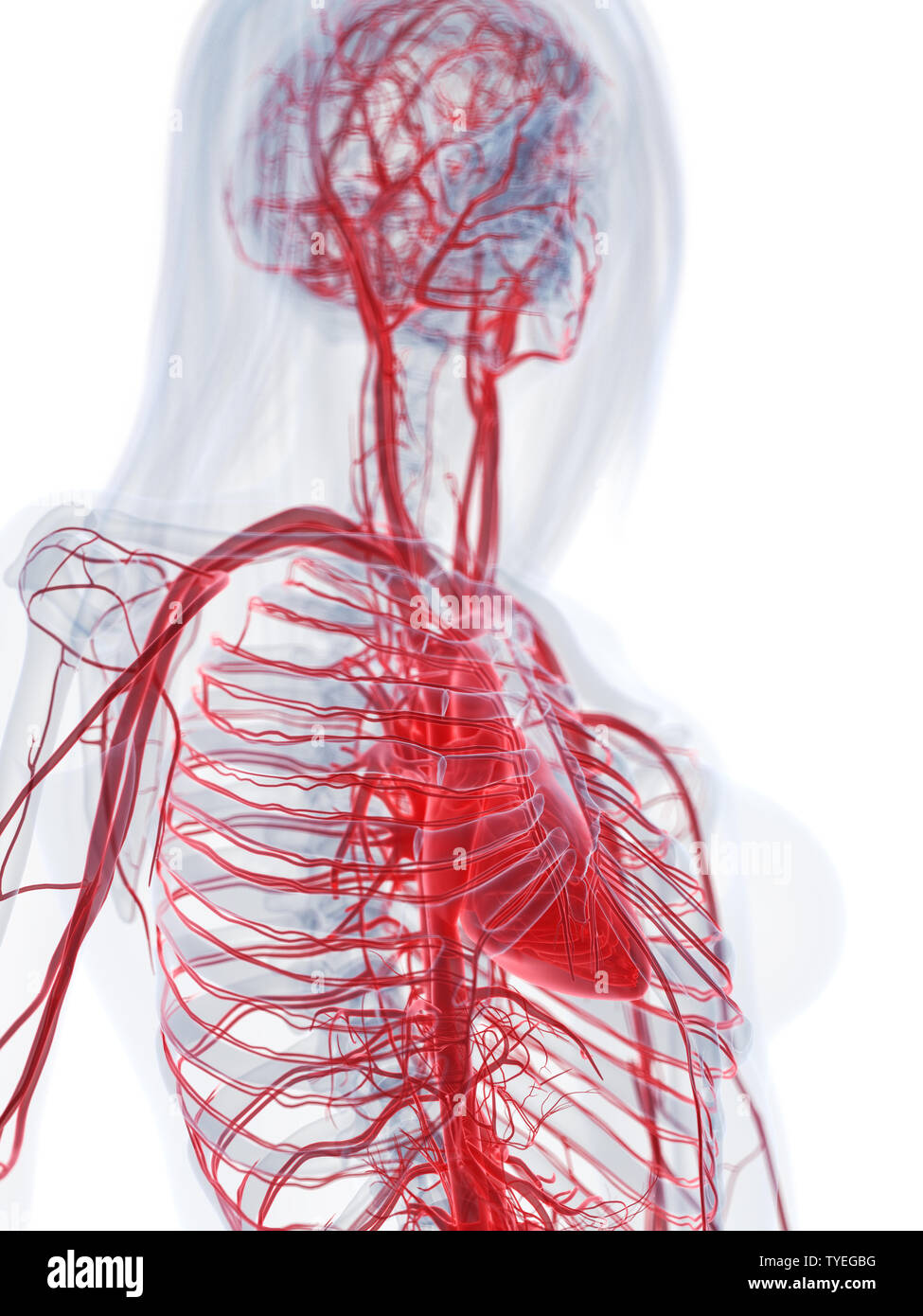3d rendered medically accurate illustration of the vascular system of a ...