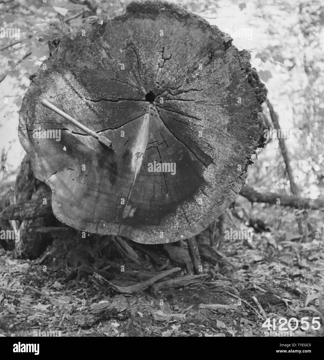 Photograph of White Pine Stump; Scope and content: Original caption ...