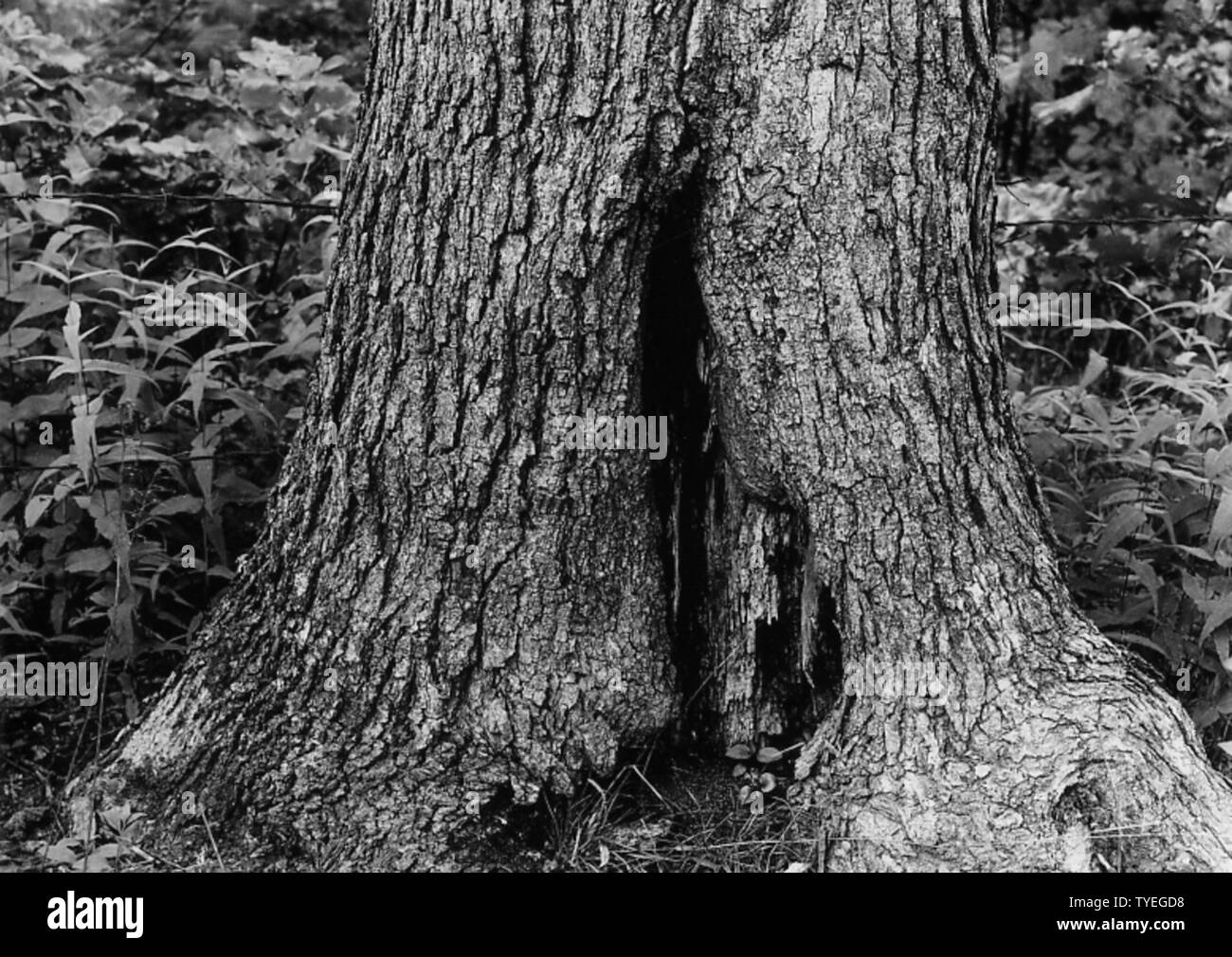 Photograph of White Oak Showing a Bad Fire Scar; Scope and content ...