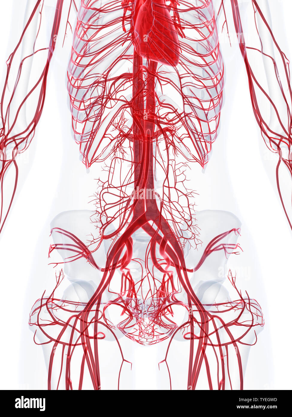 3d rendered medically accurate illustration of the vascular system of a ...