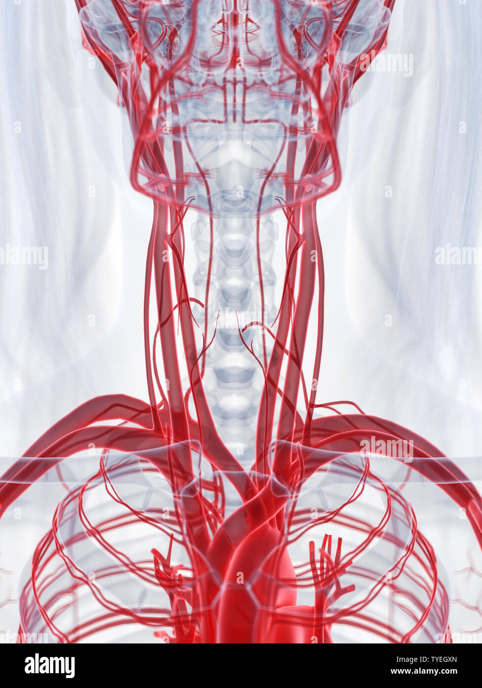 3d rendered medically accurate illustration of the vascular system of a ...