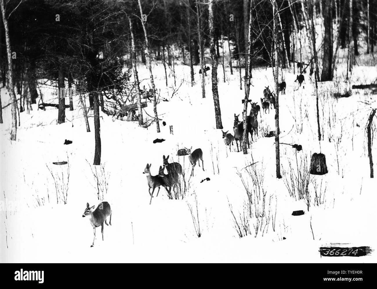 Photograph of White Tailed Deer in Winter Yards; Scope and content ...