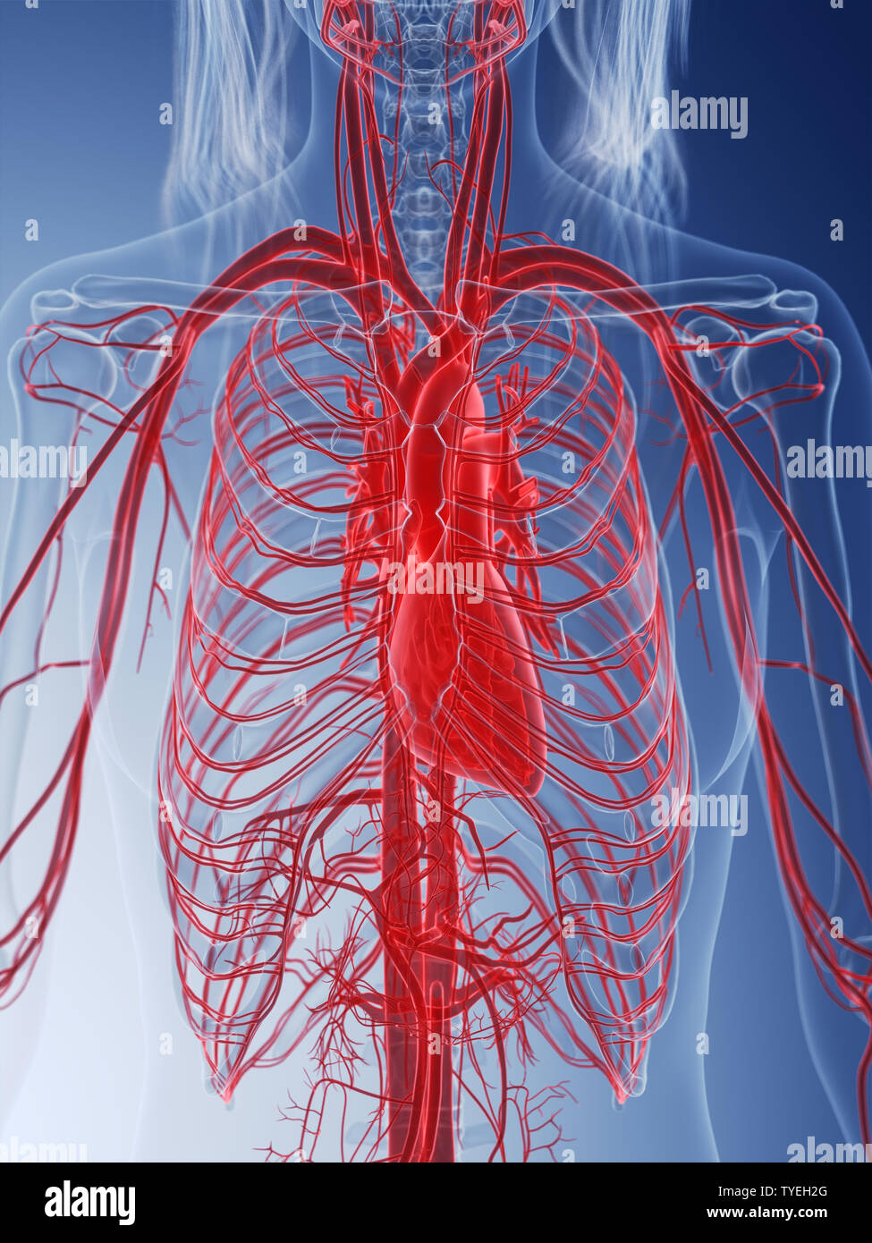 3d rendered medically accurate illustration of the vascular system of a ...