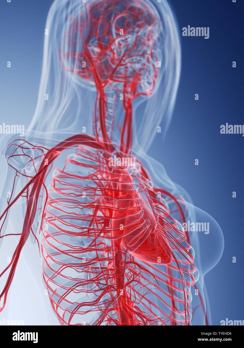 3d rendered medically accurate illustration of the vascular system of a ...