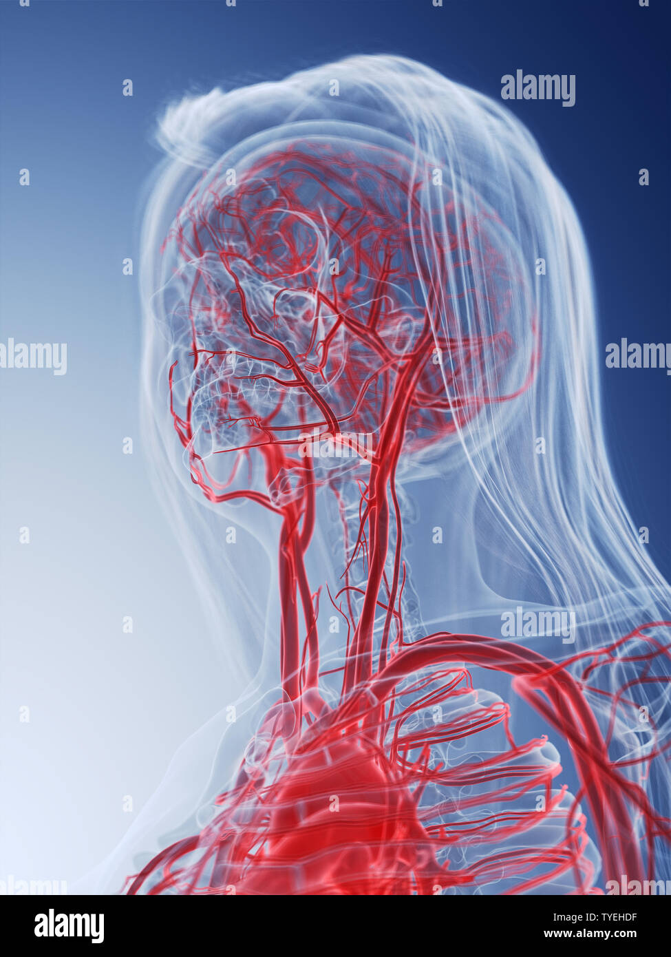 3d rendered medically accurate illustration of the vascular system of a ...