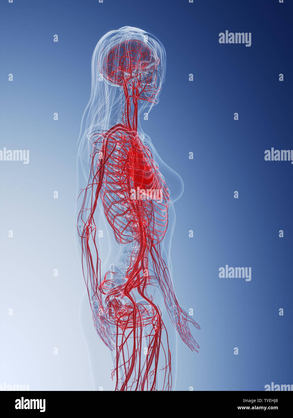 3d rendered medically accurate illustration of the vascular system of a ...