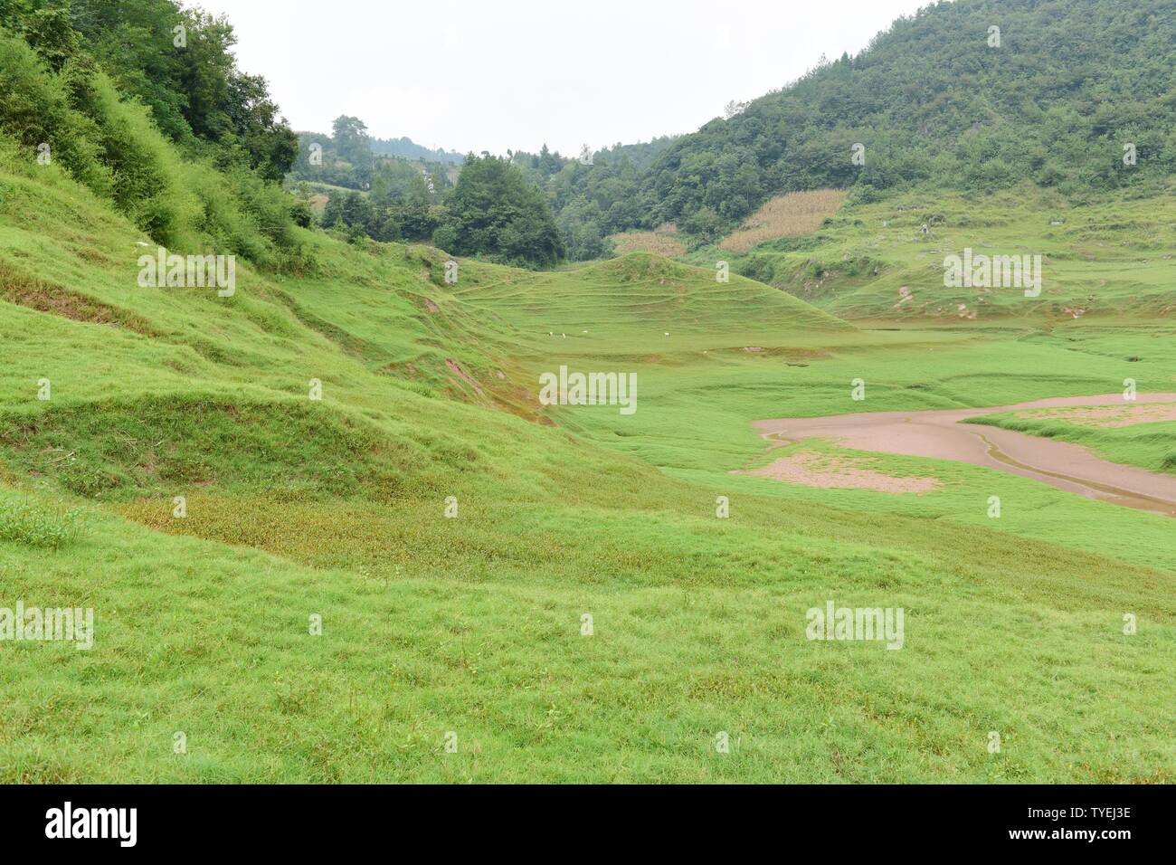 Green beautiful prairie Stock Photo - Alamy