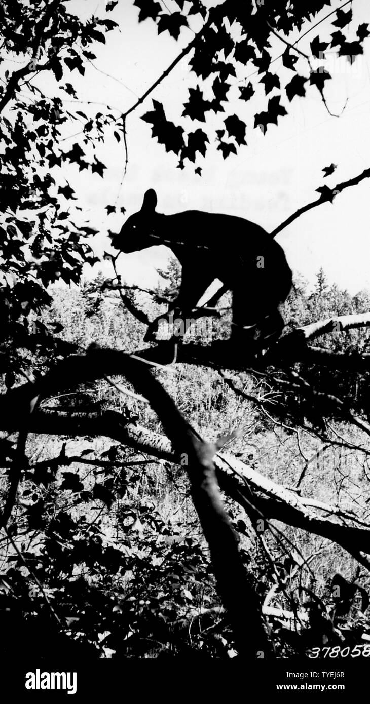 Photograph of Young Black Bear; Scope and content: Original caption ...
