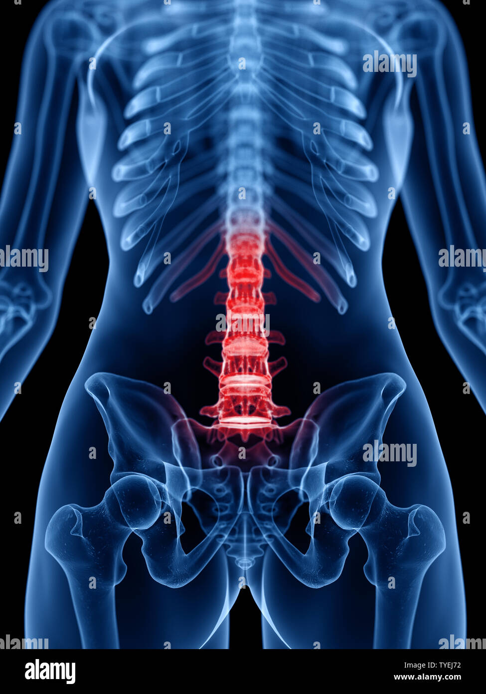 Woman anatomy internal organs back hi-res stock photography and images ...