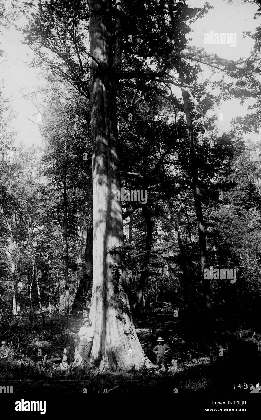 Photograph of a Bald Cypress in Knox County, Indiana; Scope and content ...