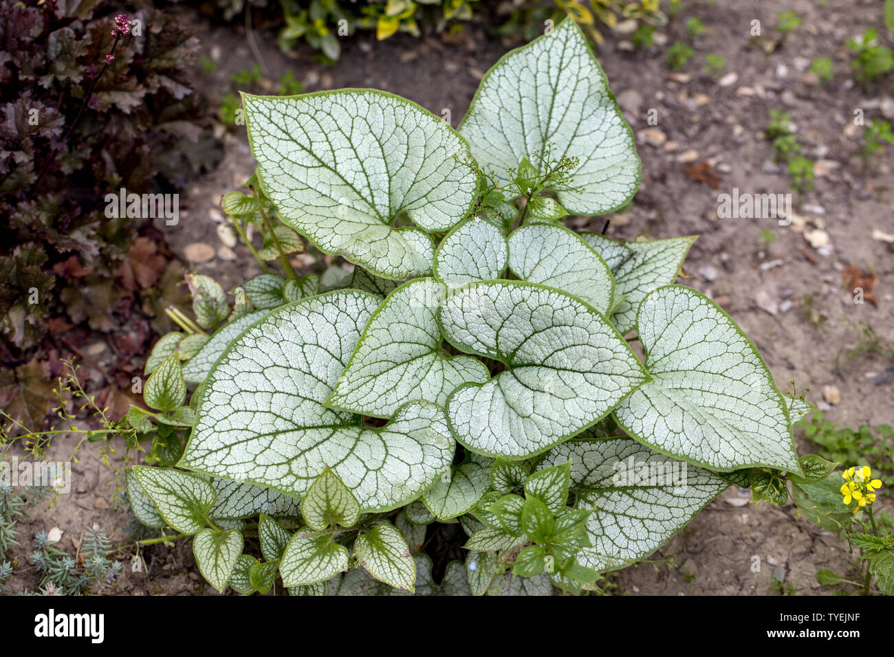 Heartleaf brunnera, Siberian bugloss ( Brunnera macrophylla 'Jack Frost ...