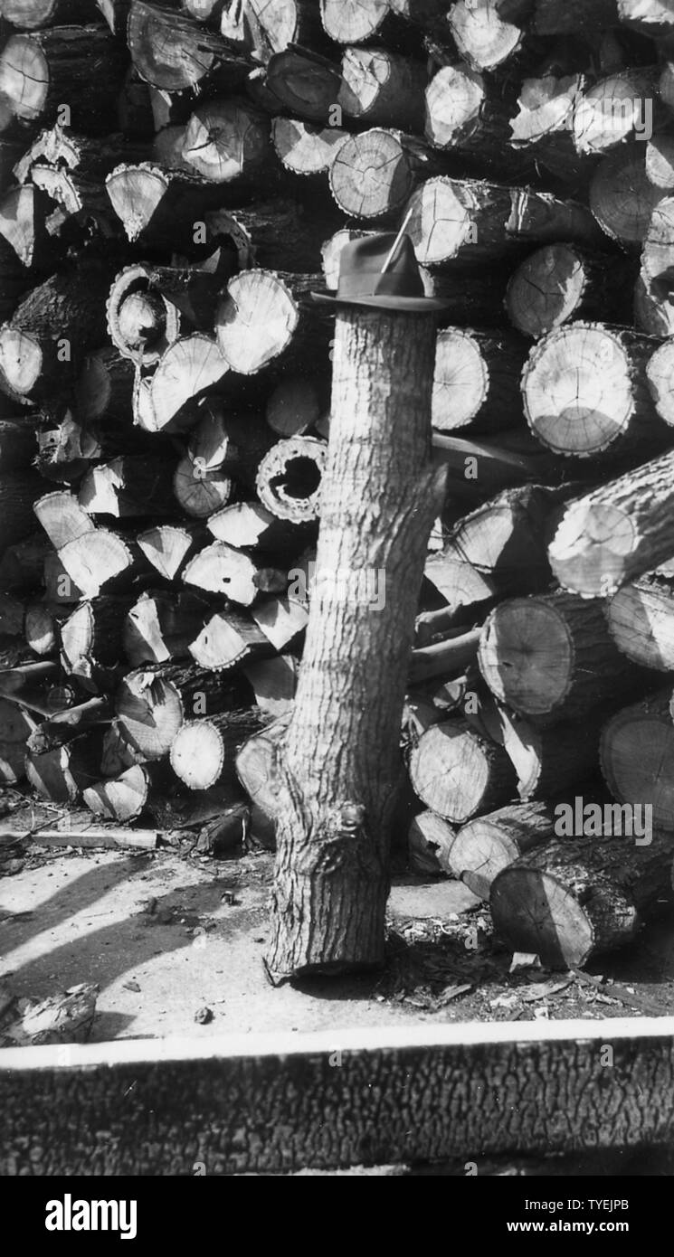 Photograph of a Bolt of Cottonwood Pulpwood; Scope and content ...