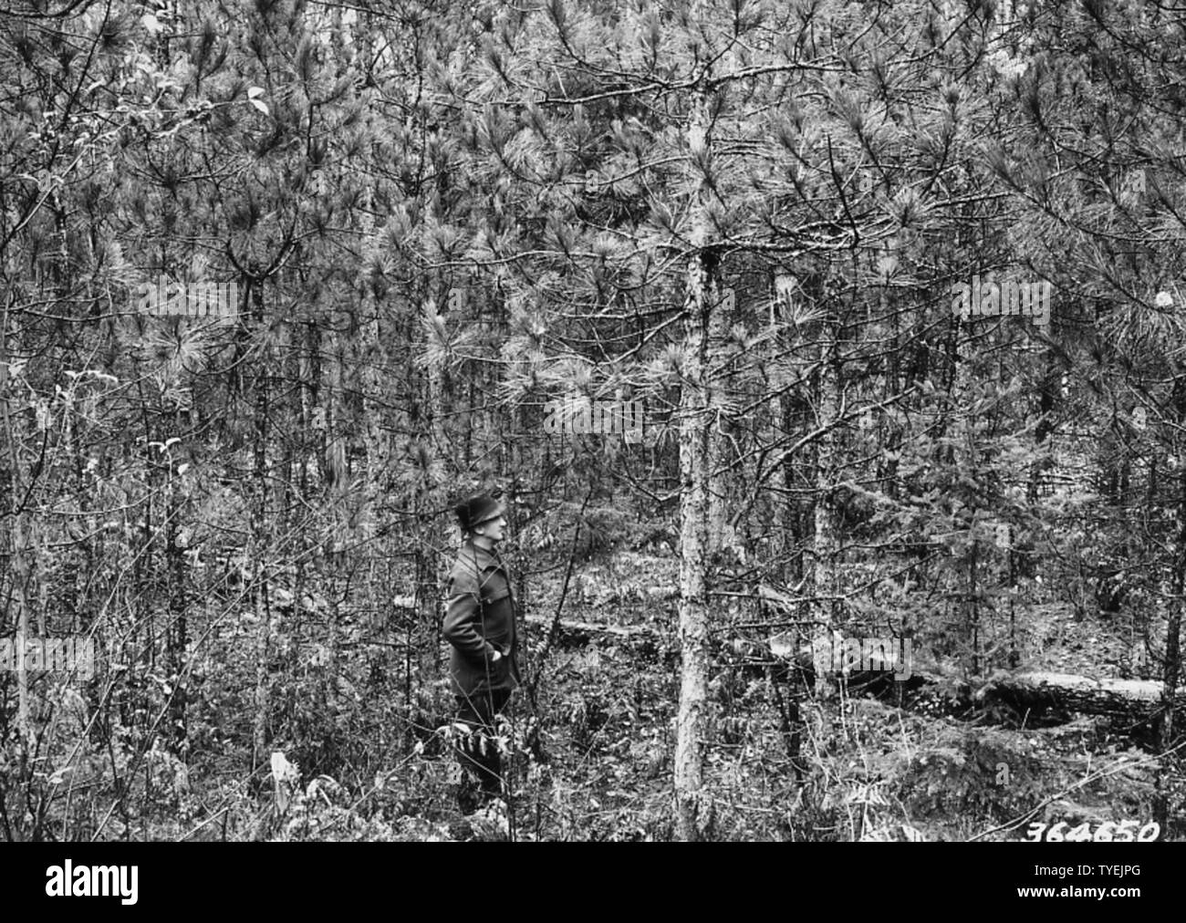 Photograph of a 30 Year Old Stand of Red Pine; Scope and content ...
