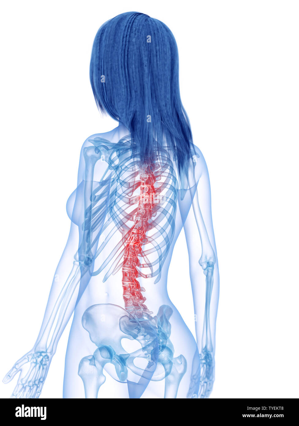 Woman anatomy internal organs back Cut Out Stock Images & Pictures - Alamy